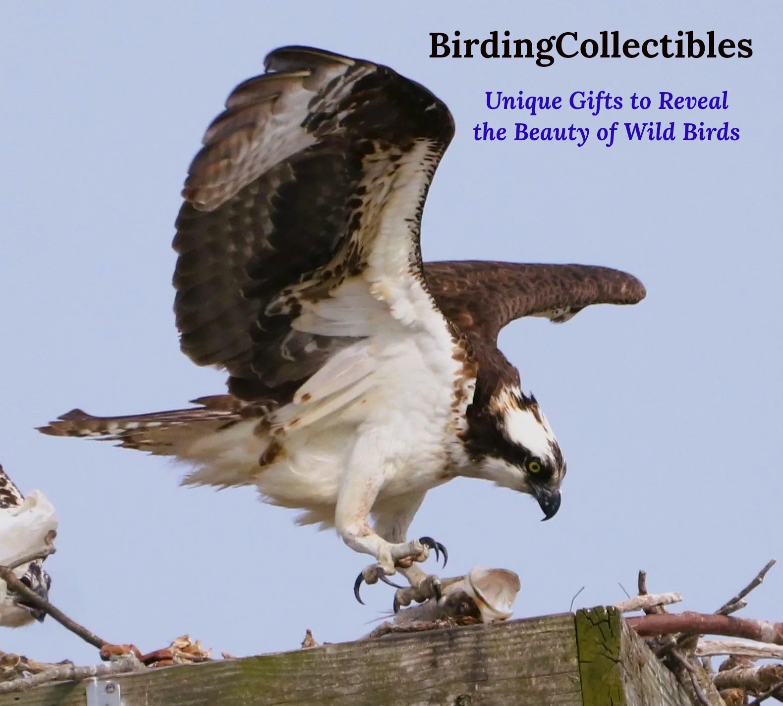 Birding Collectibles