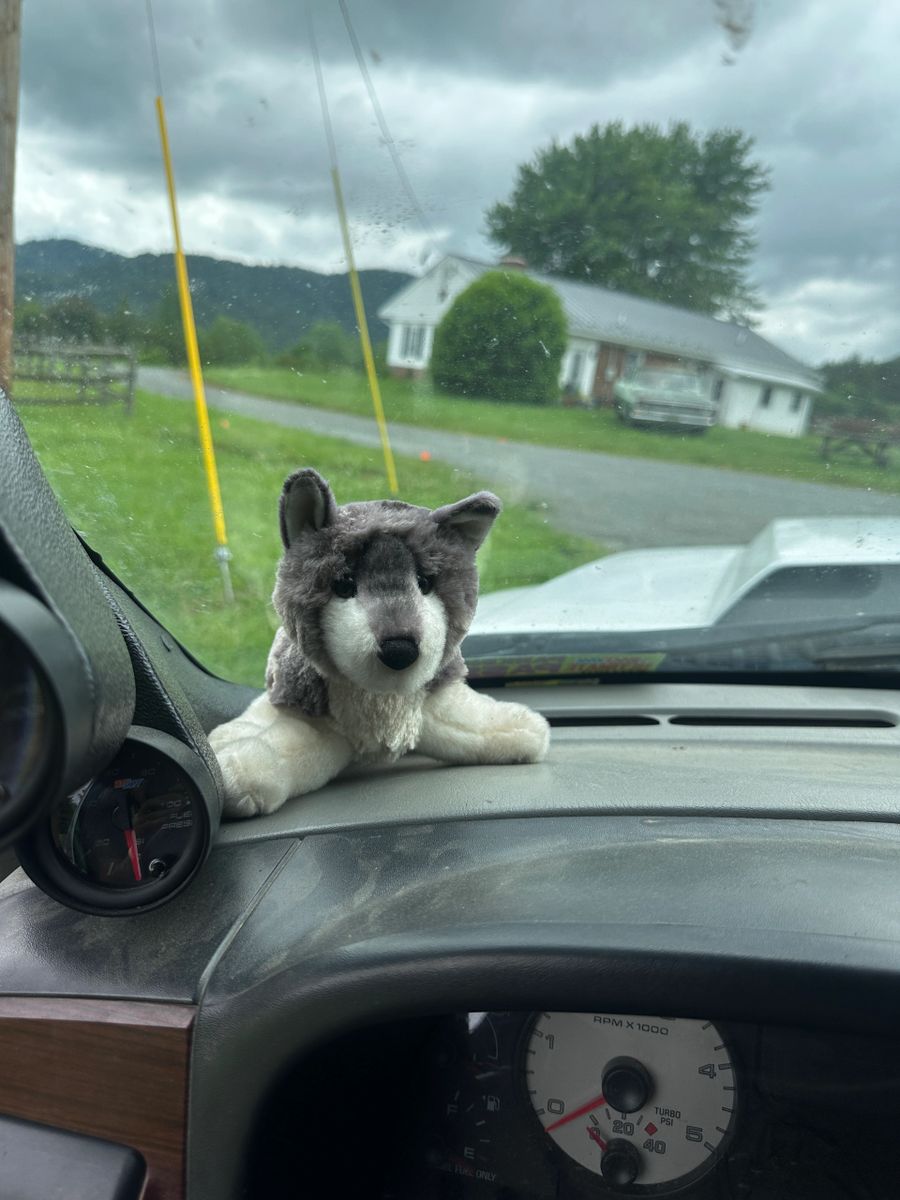 Doug the dash companion