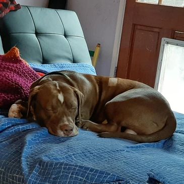 Dogadog - Doga, Dog Yoga, Dog, Yoga