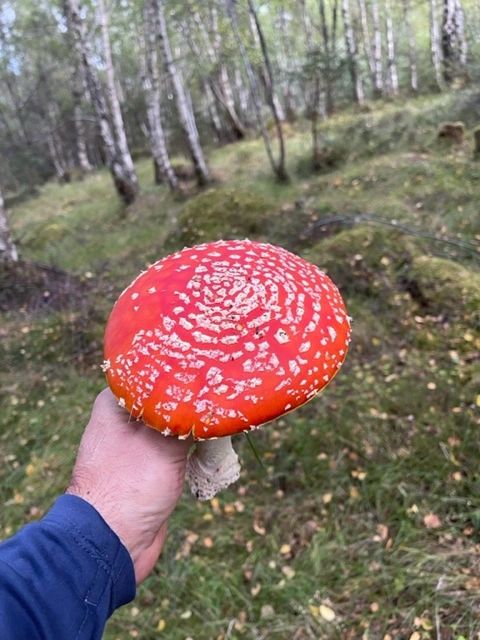 Amanita Muscaria Dried Mushrooms - Amanita Muscaria UK