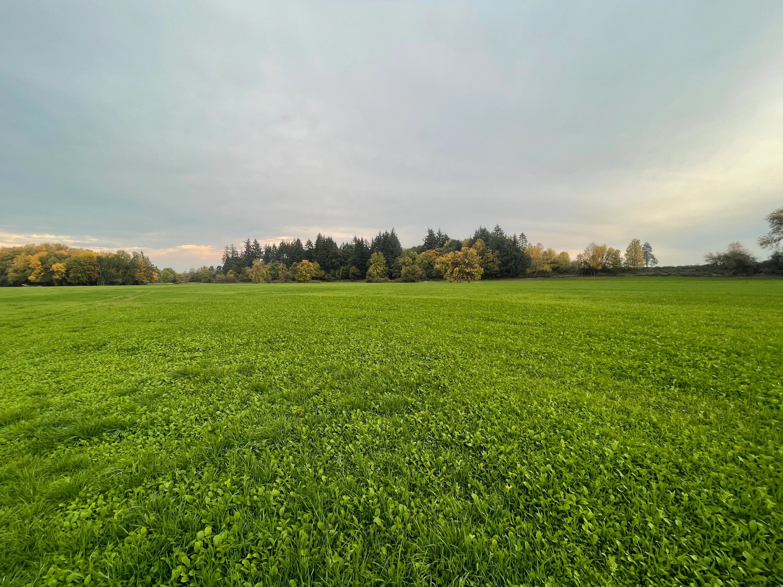 Pasture Renovation