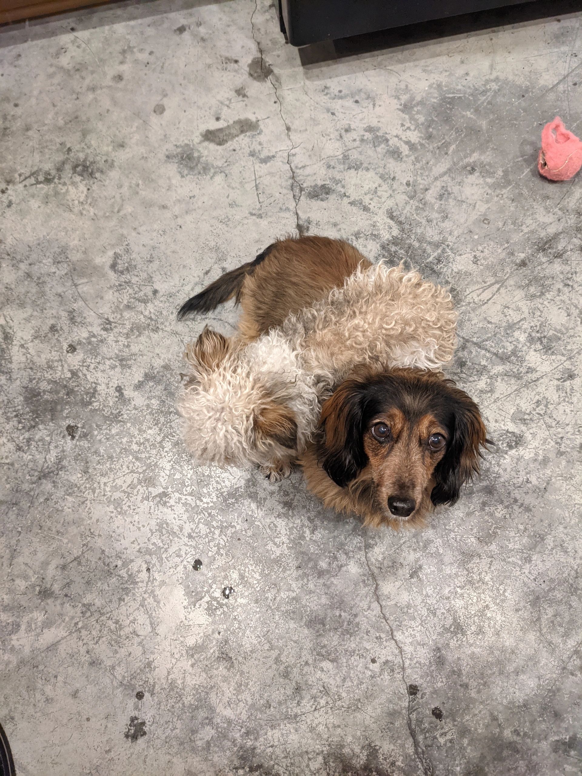 Igor In Yng Frankenstein, What Hump?