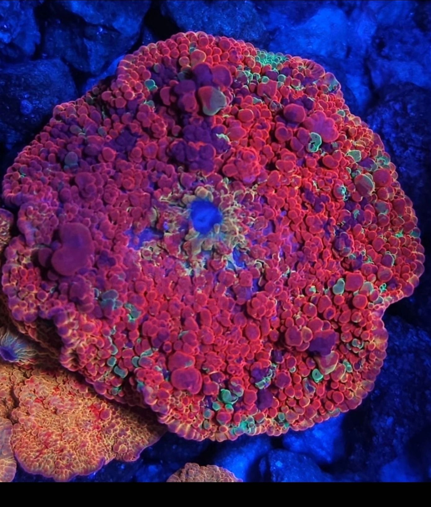 Orange County 714 Corals