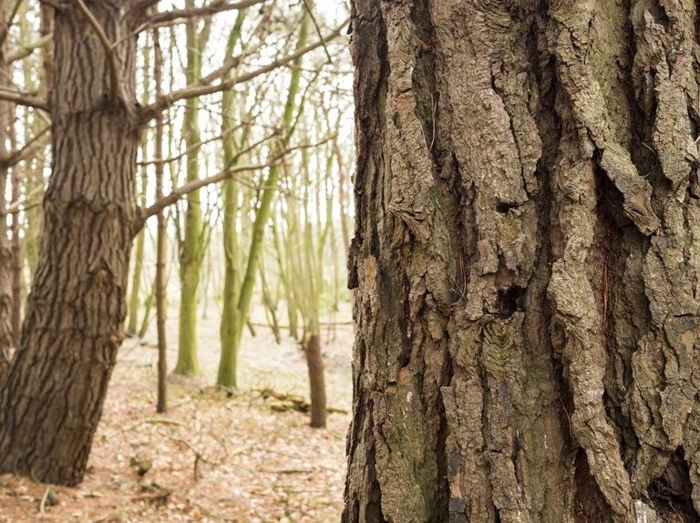 Tomahawk Tree Service
