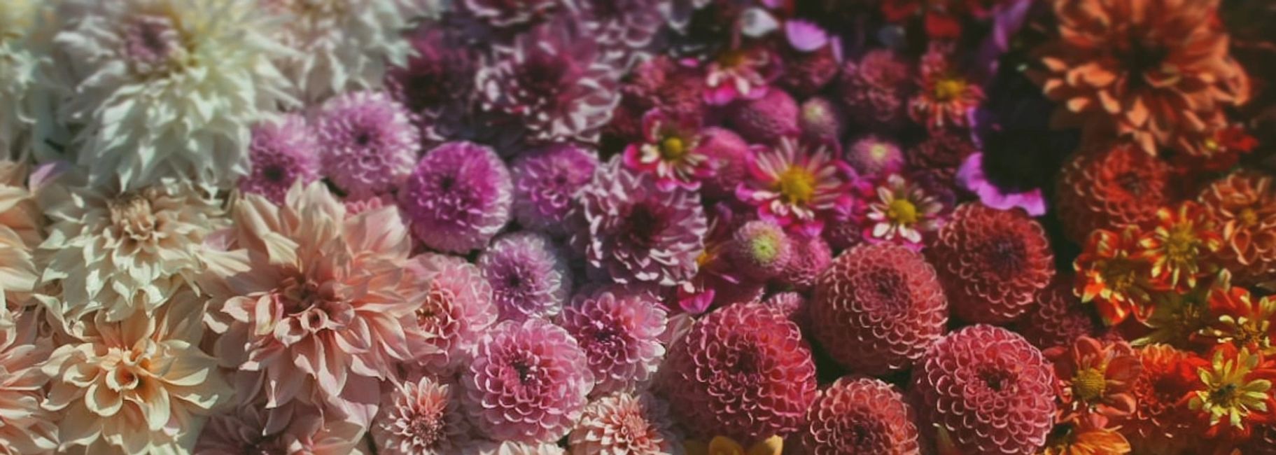 Bonny Blooms