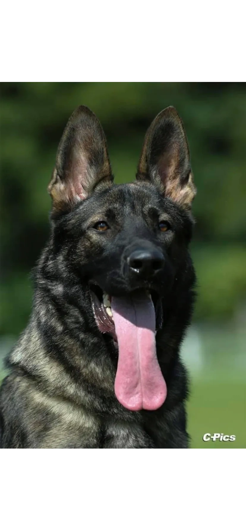 Do German Shepherd Puppies Change Color