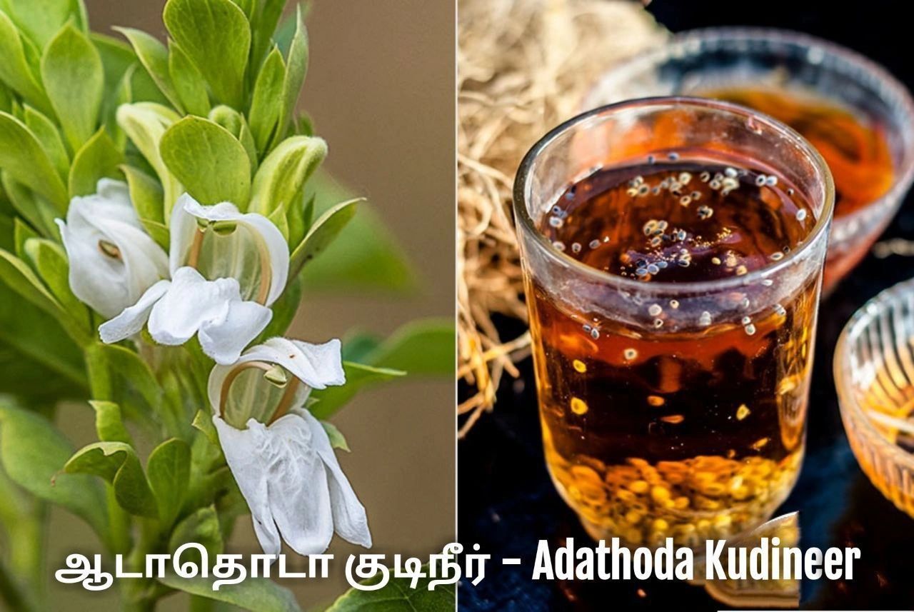 Adathoda Kudineer | DharmaVaidya Seva