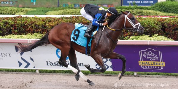 Shooting Star Thoroughbreds - Thoroughbred, Syndicate, Horse