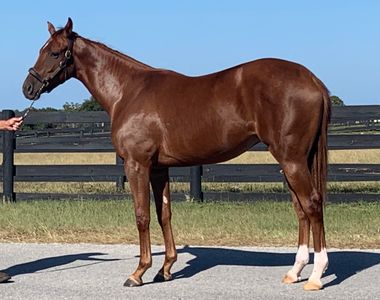 Shooting Star Thoroughbreds - Thoroughbred, Syndicate, Horse