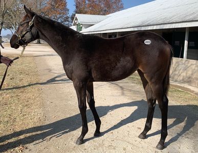 Shooting Star Thoroughbreds - Thoroughbred, Syndicate, Horse