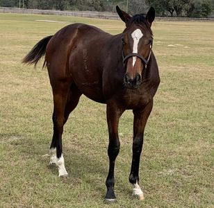 Shooting Star Thoroughbreds - Thoroughbred, Syndicate, Horse