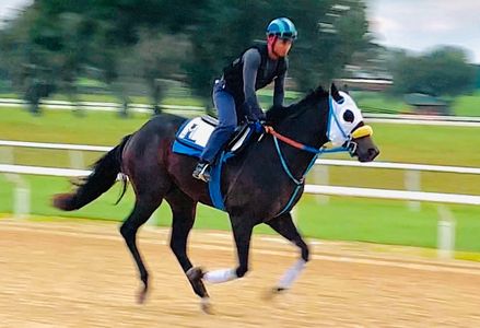 Shooting Star Thoroughbreds - Thoroughbred, Syndicate, Horse