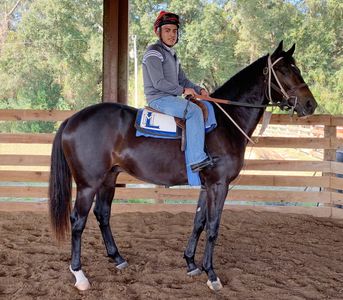 Shooting Star Thoroughbreds - Thoroughbred, Syndicate, Horse