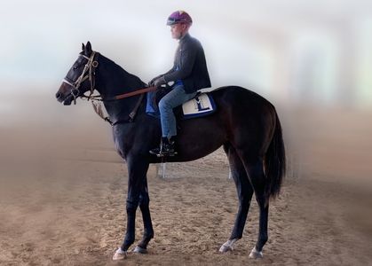 Shooting Star Thoroughbreds - Thoroughbred, Syndicate, Horse