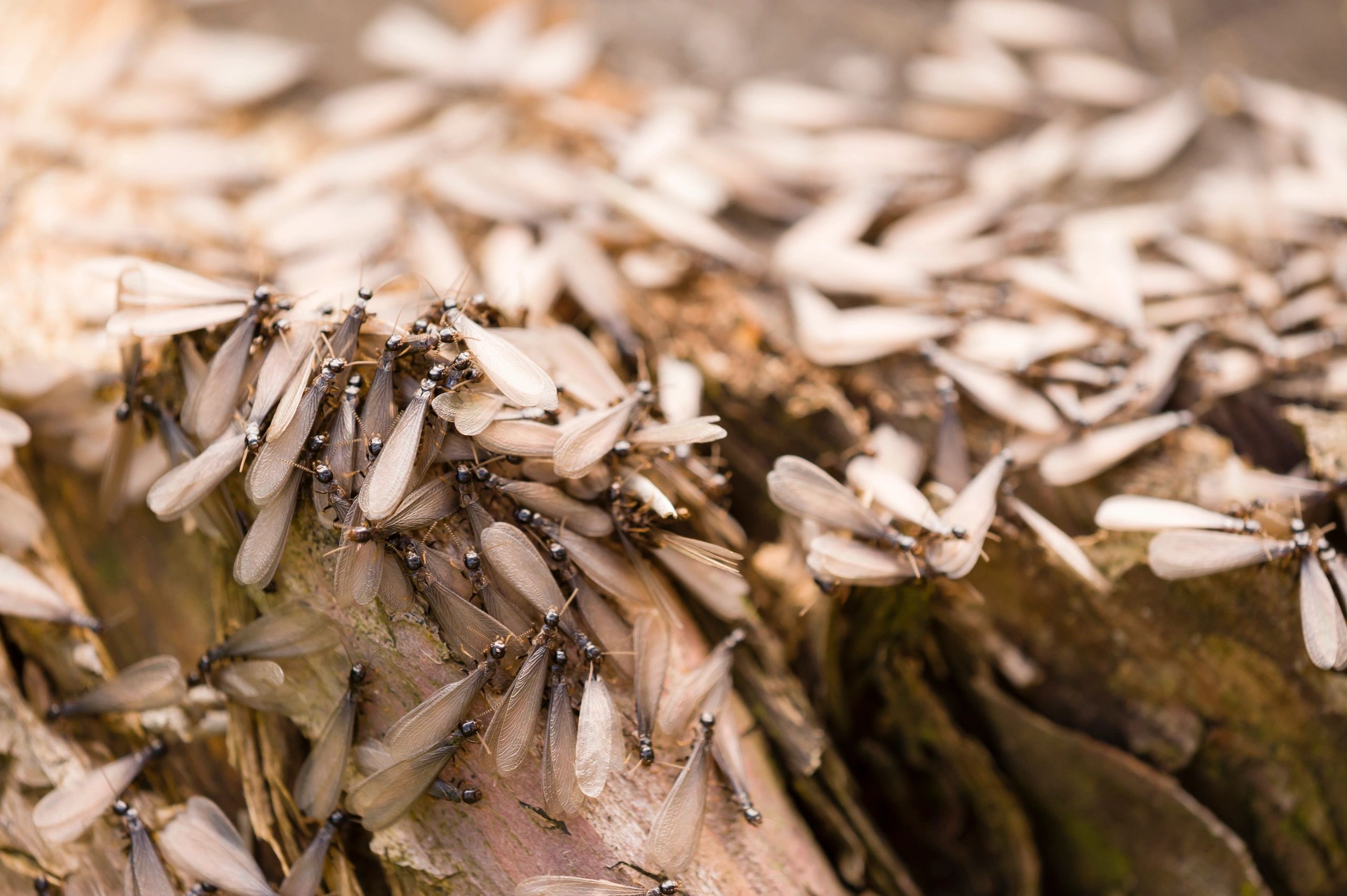 The Shocking Truth About Spring Termite Swarms in Tennessee
