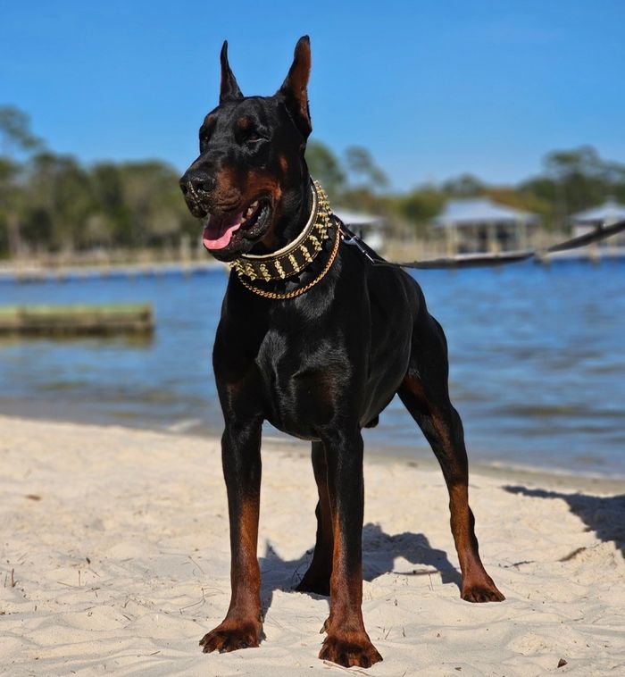 Champion European Dobermans - House Of Farros