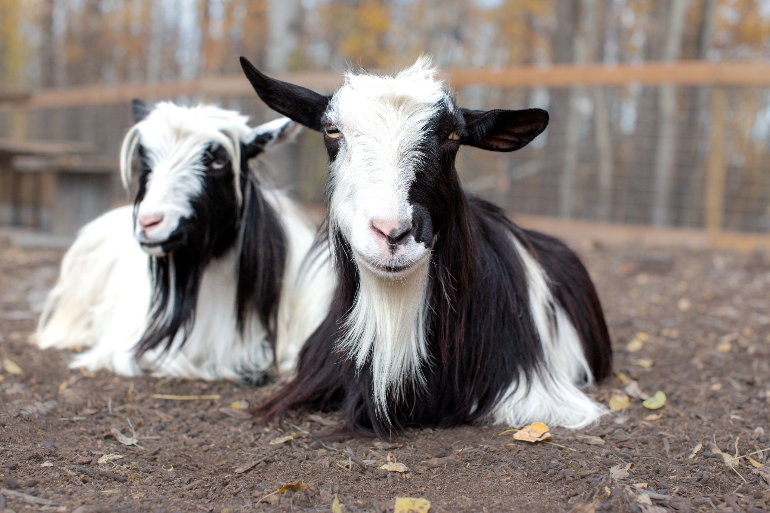 Fainting Goat