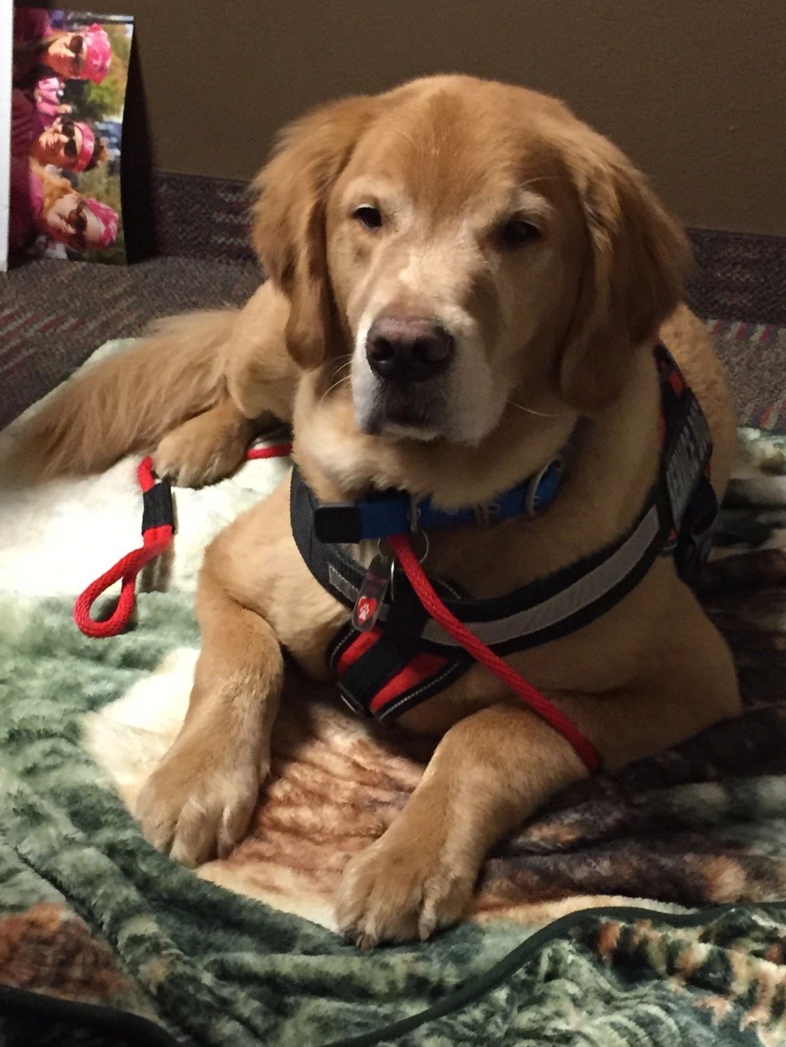 The Golden Paws Foundation, ,Inc.