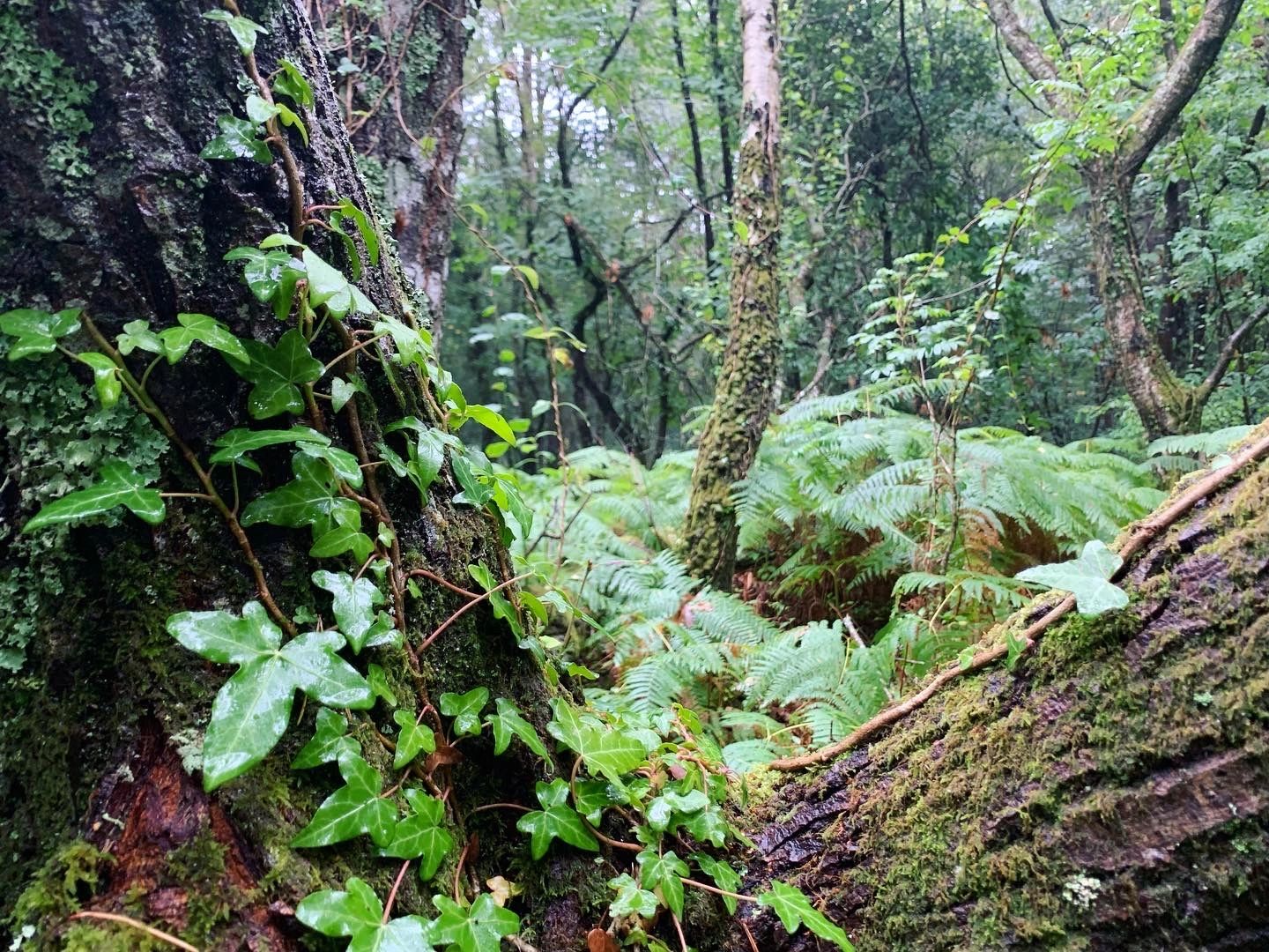 The Natural Self Model