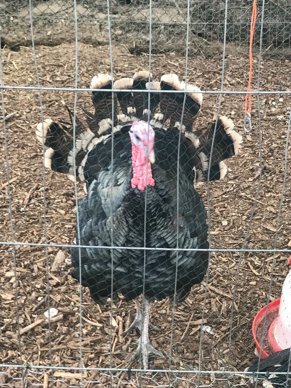 Popell Barns Mobile Farm - Mobile Farm Visits - Southampton, England