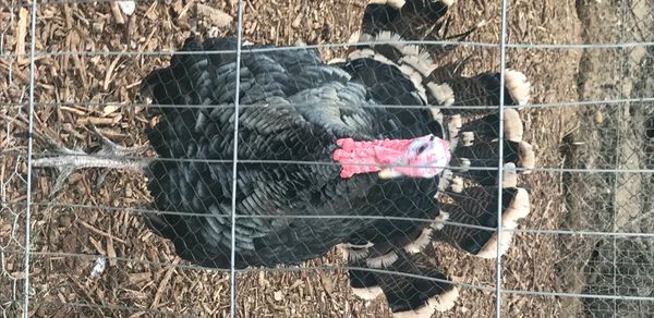 Popell Barns Mobile Farm - Mobile Farm Visits - Southampton, England