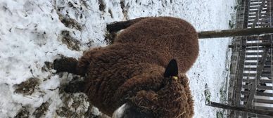Miniature Donkey and Pony - Popell Barns Mobile Farm