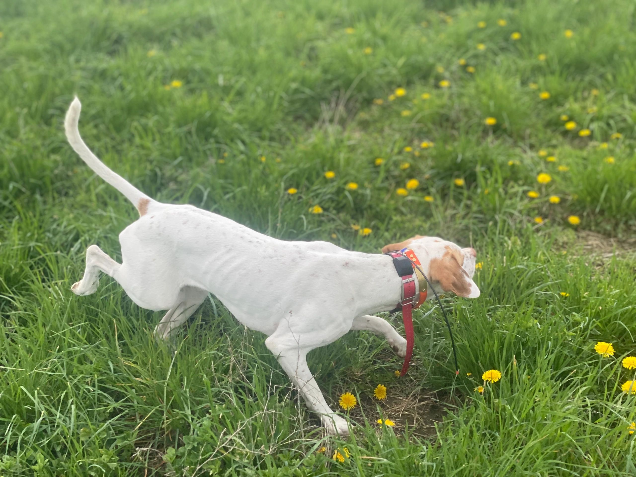 Discover the Thrill of Upland Bird Hunting at Grouse and Woodcock Woods