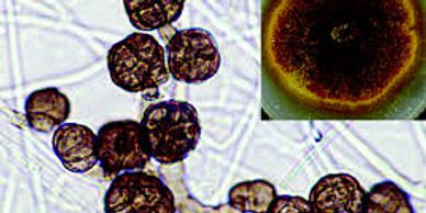 Verify Air Quality Testing - Mold Library, Common Indoor Mold, Mold ...