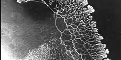 Verify Air Quality Testing - Mold Library, Common Indoor Mold, Mold ...