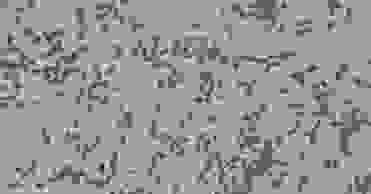 Verify Air Quality Testing - Mold Library, Common Indoor Mold, Mold ...