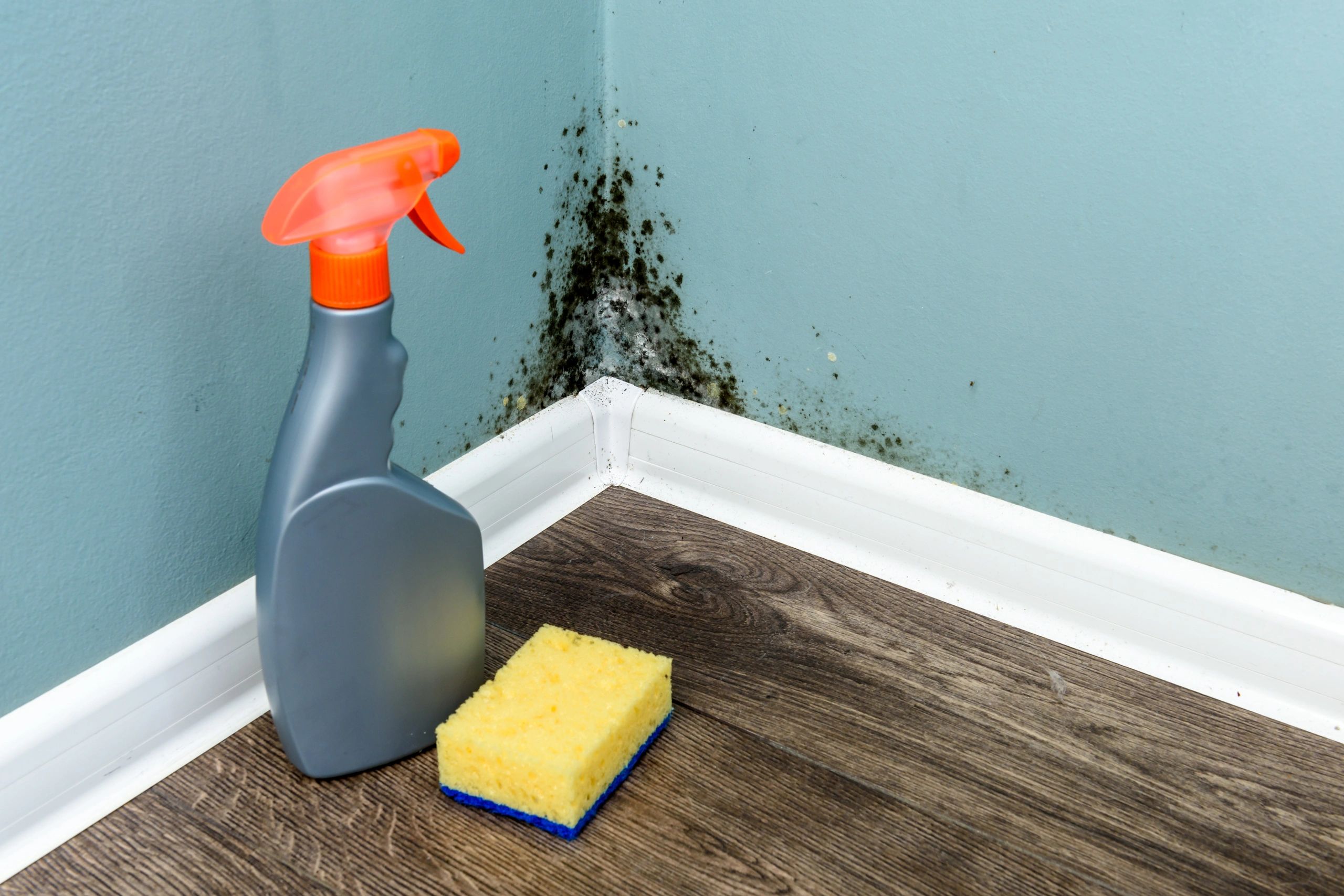 How to Get Rid of Mould in Your Home