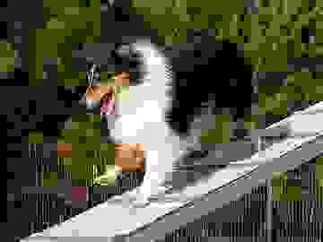 Available Puppies | Fox Point Farm