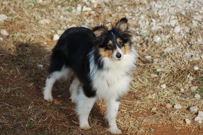 Toy Sheltie Girls | Fox Point Farm