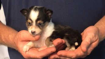 Available Puppies | Fox Point Farm