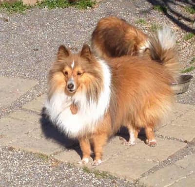 Toy Sheltie Boys | Fox Point Farm