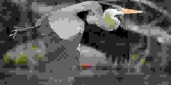 Local Attractions | Little Chenier Hunting And Fishing Lodge