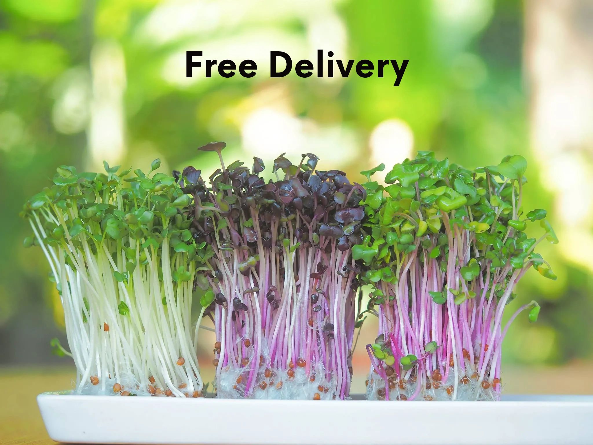 Organic Microgreens for Sale - Buy Fresh and Healthy Microgreens