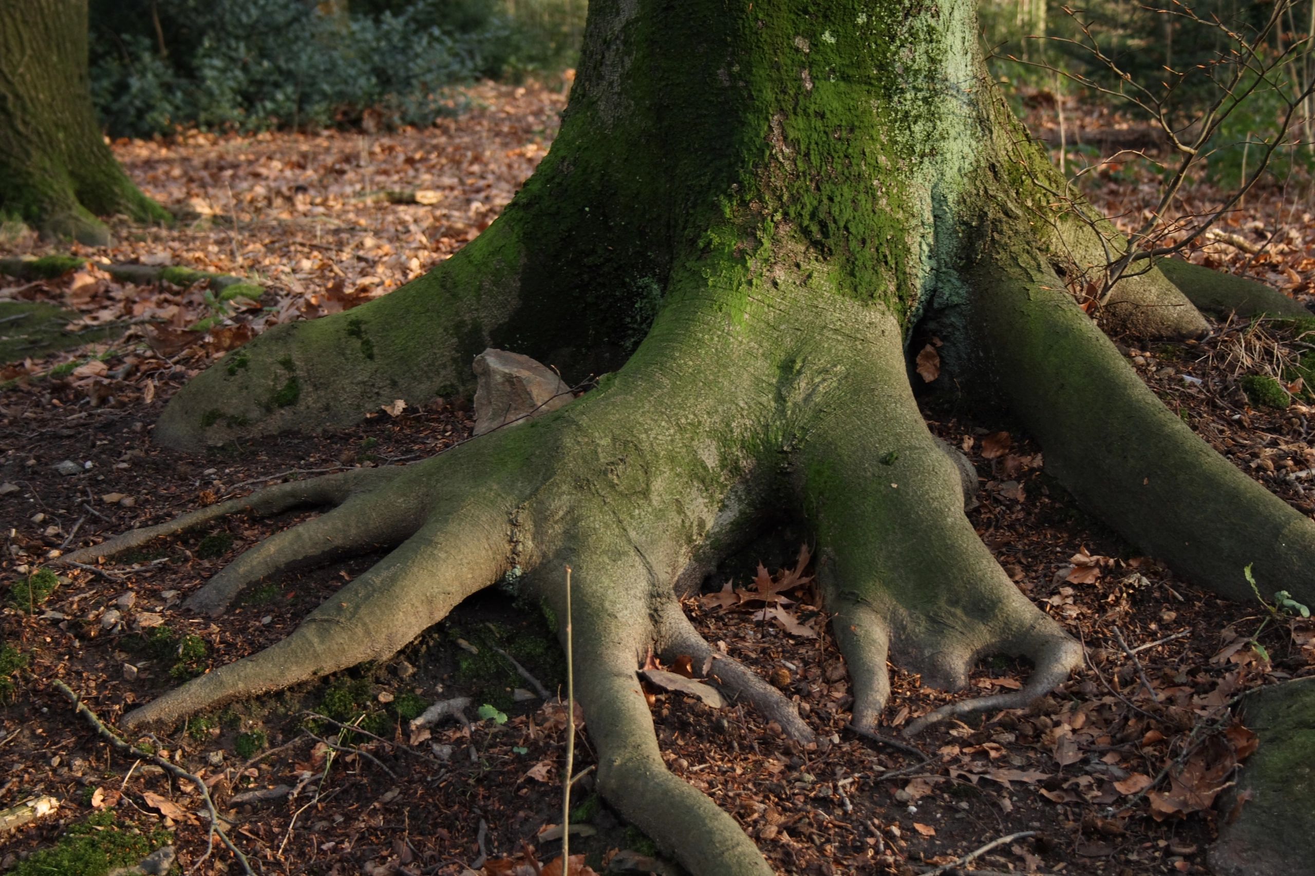 Deep Root Fertilization