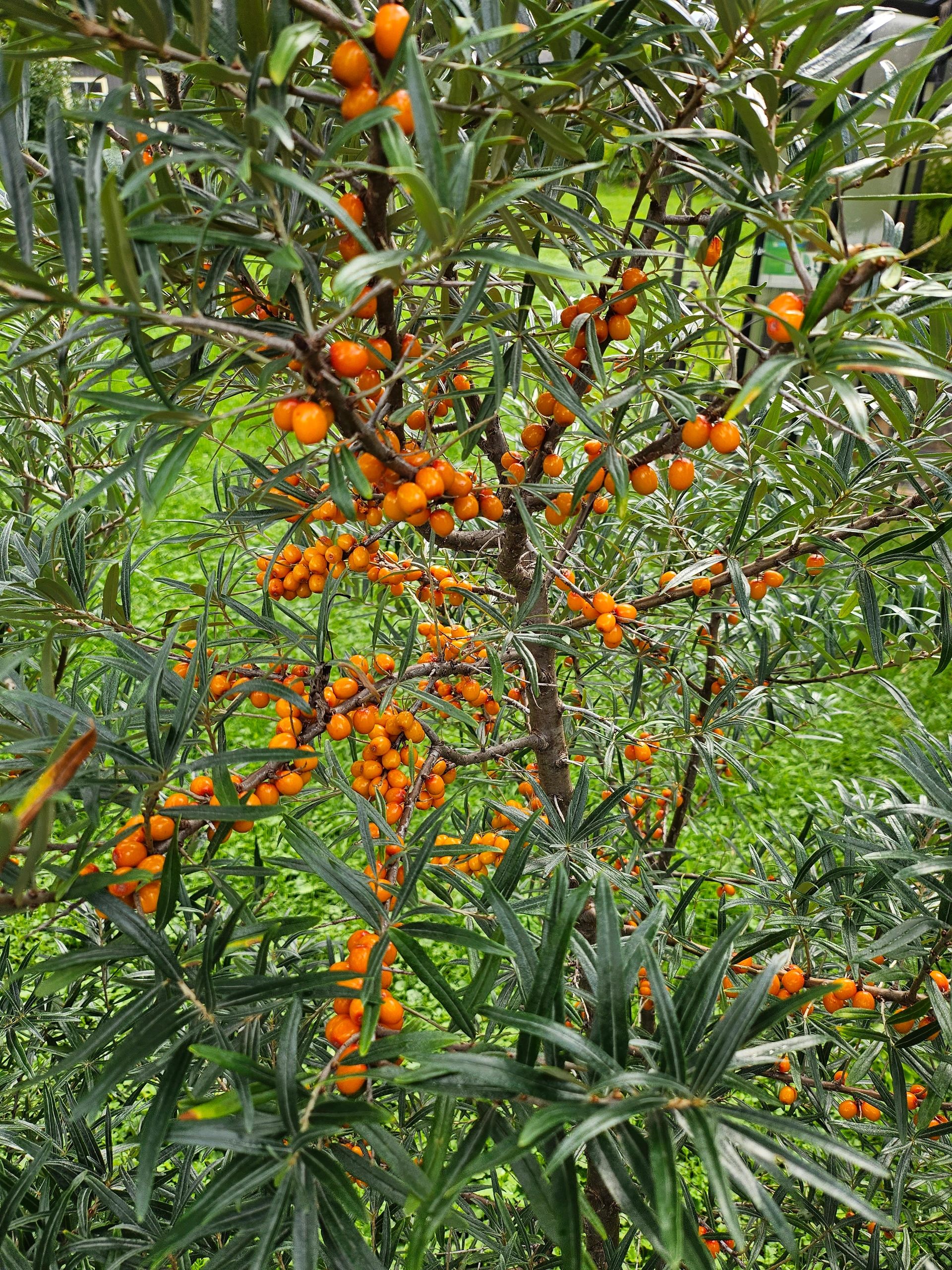 Discover the Power of Seaberry Fruit at Sea-B-Orchard