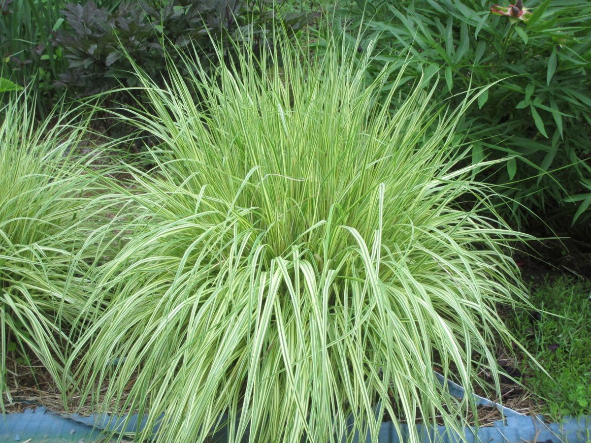Grass Molinia caerulea 'Variegata'