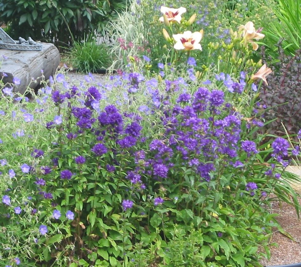 Campanula glomerata 'Superba' (Bellflower)