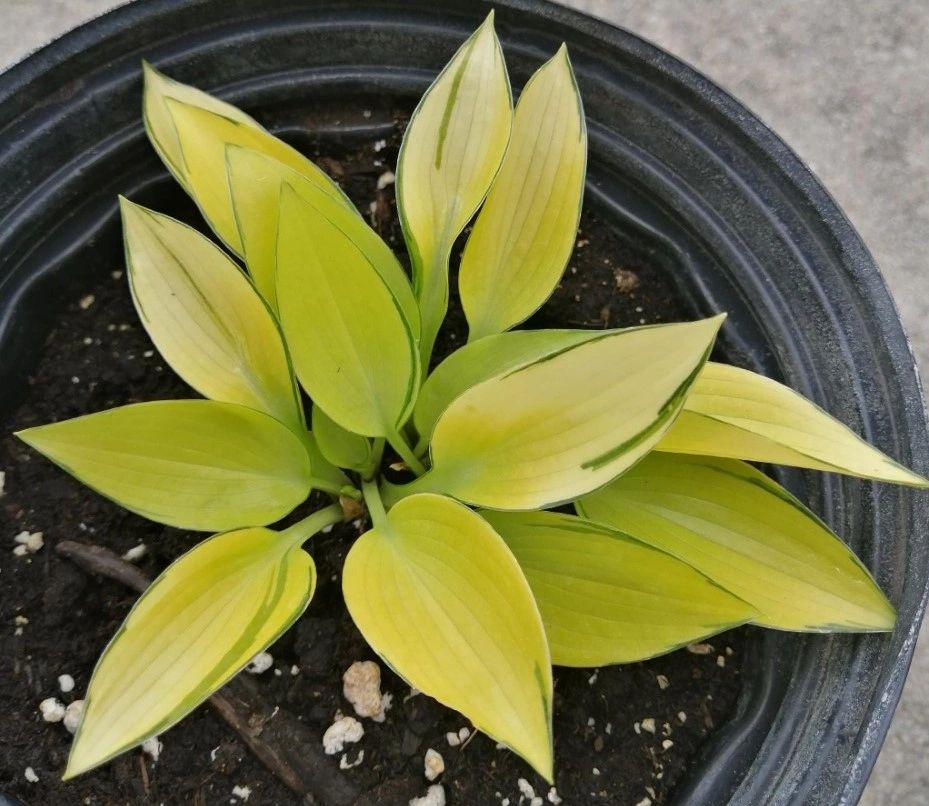 Hosta 'June Fever'