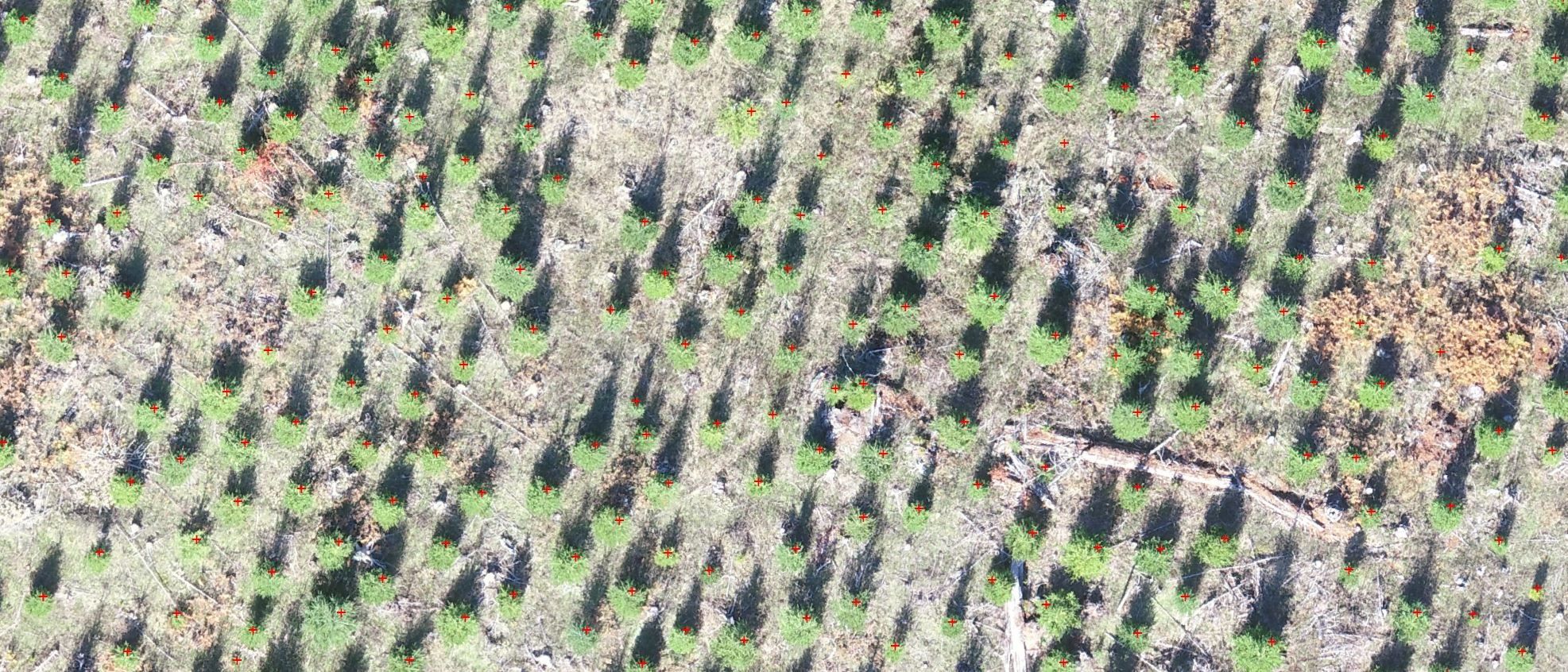 Timberdrone Drones Drones Forestry Forestry Consultant