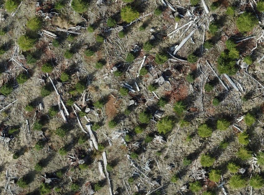 Timberdrone - Drone, Drone, Forestry, Forestry Consultant