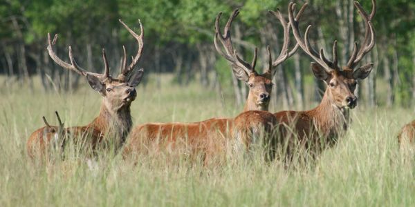 Red Stag Deer Hunting