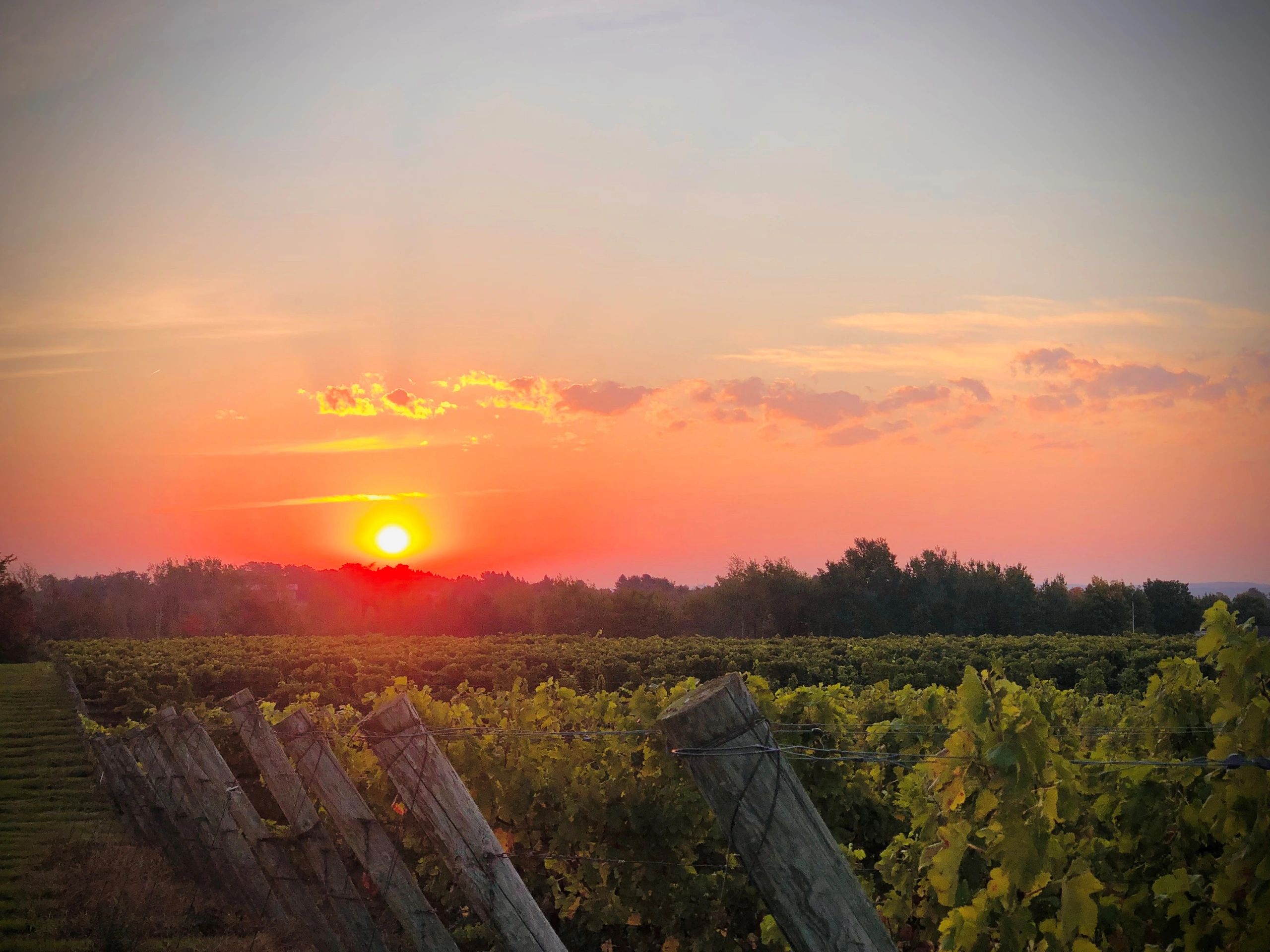 three trees vineyard