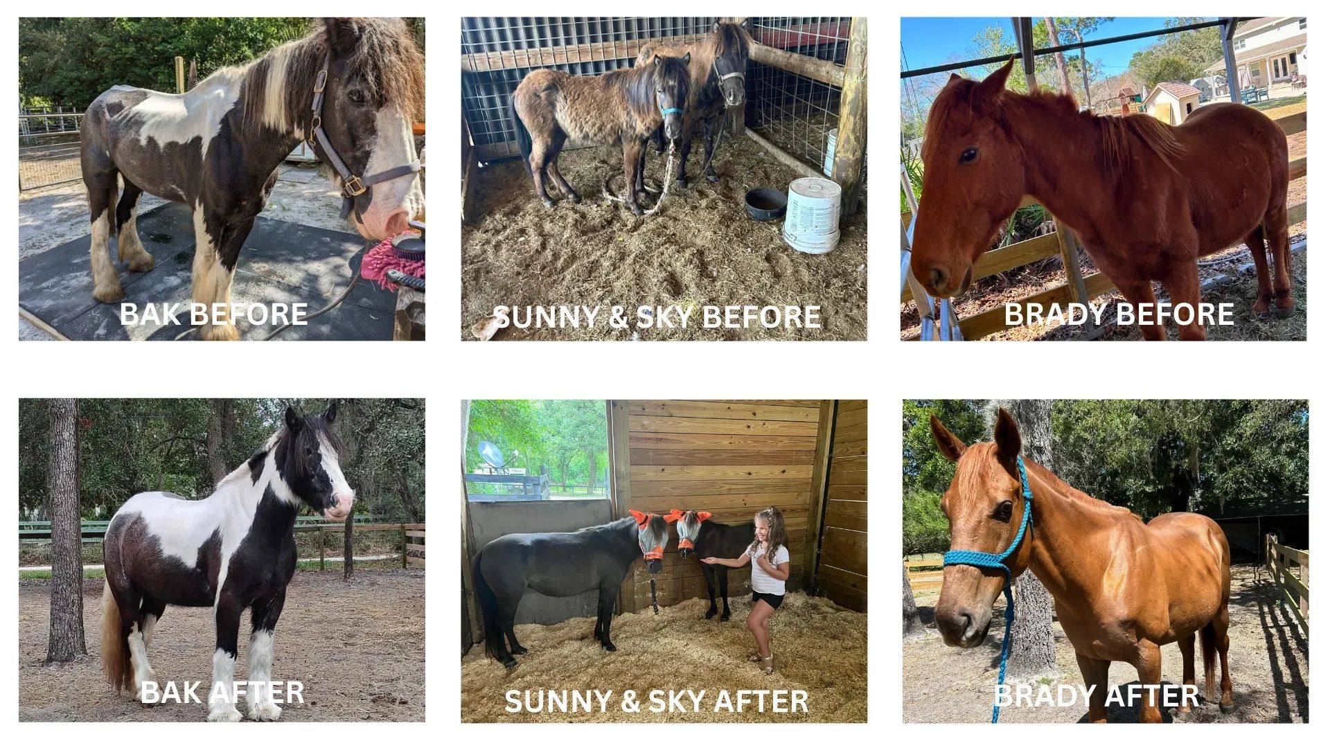 Stricker Sunshine Rescue Ranch