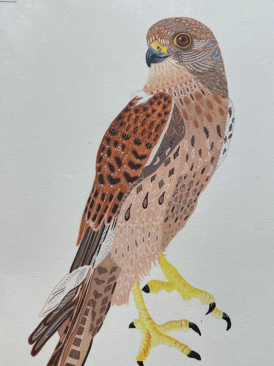 'Kestrel' A4 Print by Stephanie Grace
