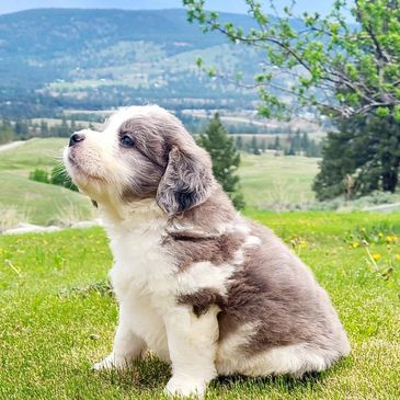 tiny bernedoodle canada