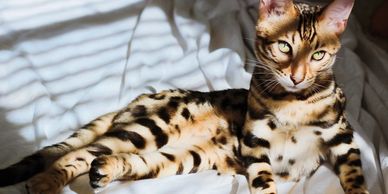 About Bengal Cats | Exotic Bengals of San Diego